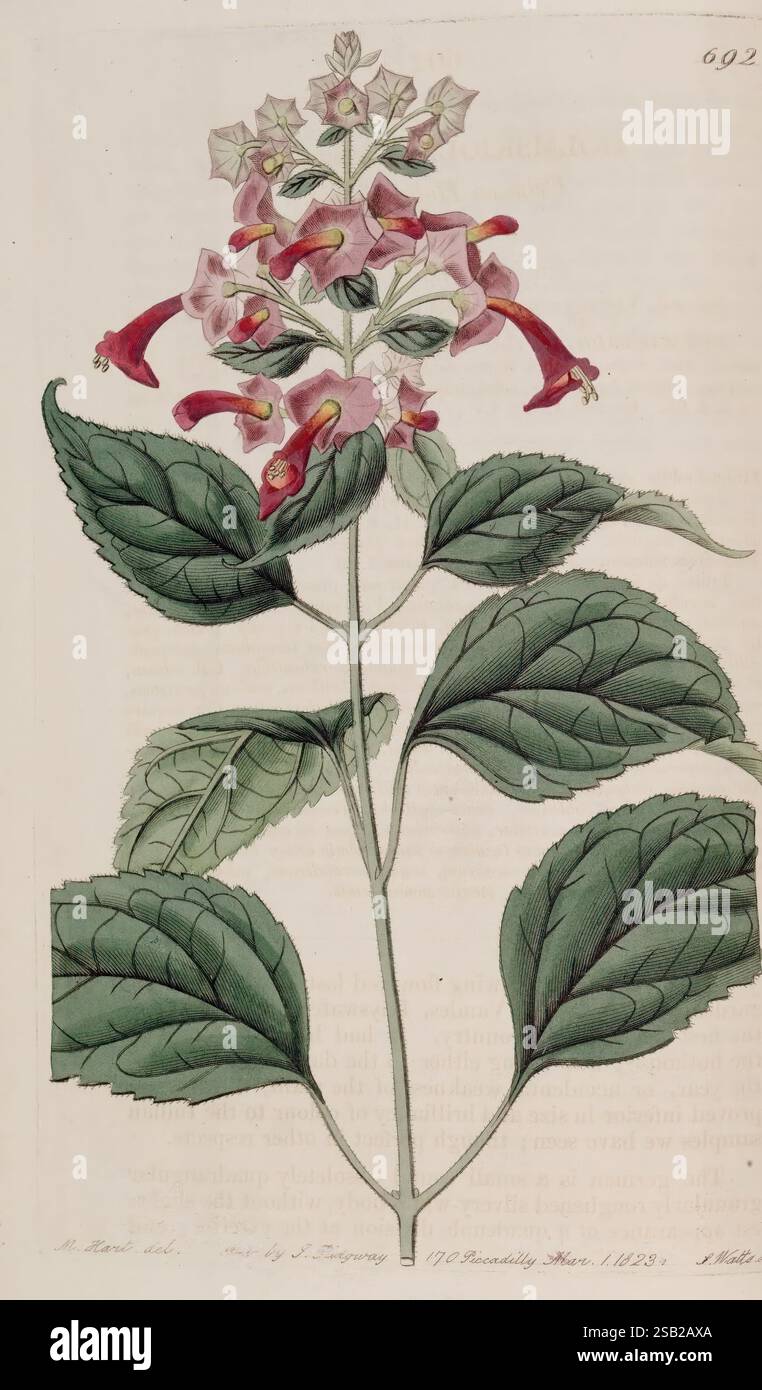 The Botanical Register, London, Printed for James Ridgway, 1815-1828 ...