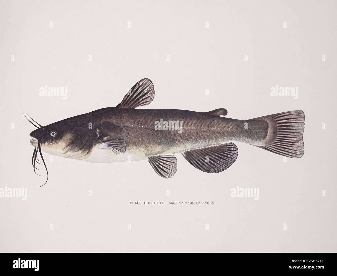 Structure of a fish scale hi-res stock photography and images - Alamy