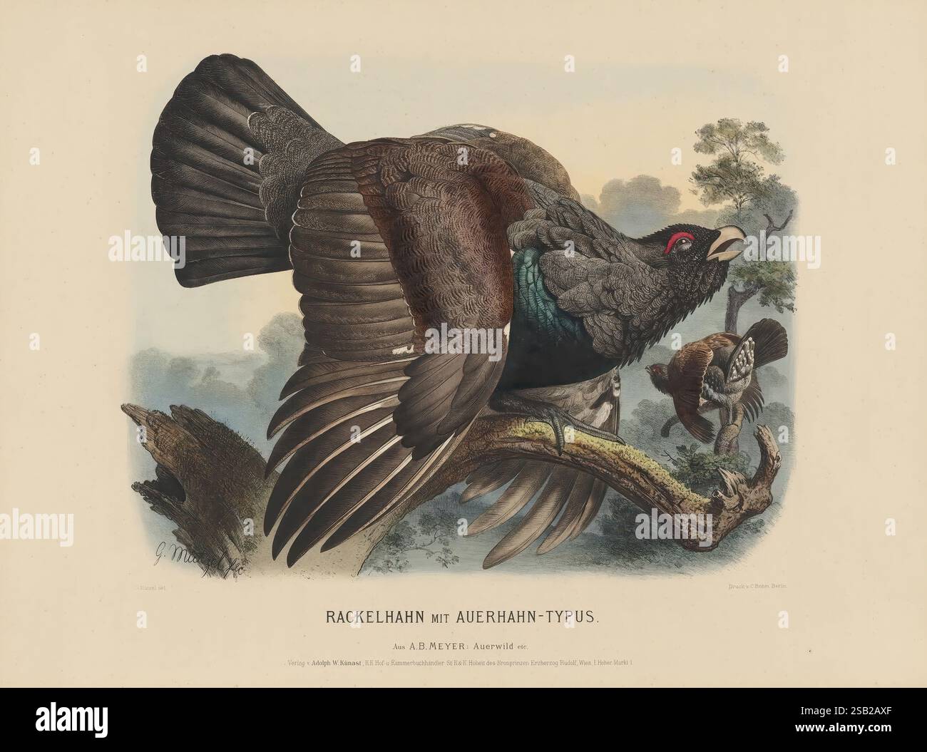 Unser, Auer-, Rackel-, und Birkwild und seine Abarten, Wien, Verlag von ...