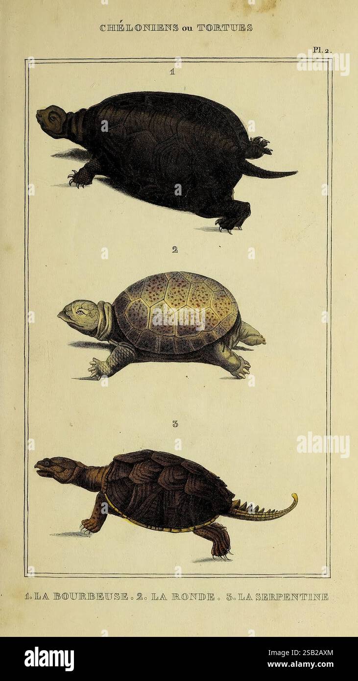 Vertebrates zoology turtles lizards frogs fish snakes hi-res stock ...