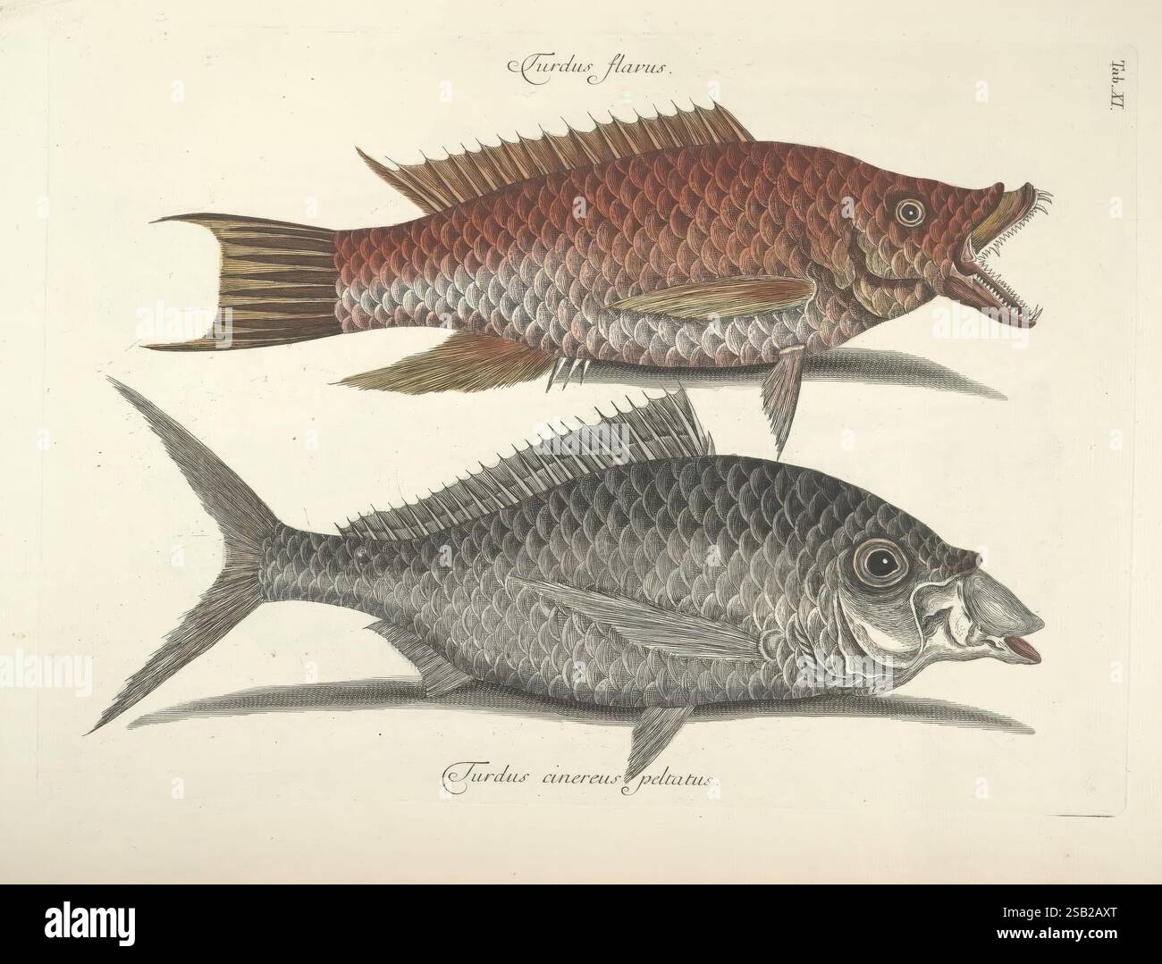 Showcases vibrant scales hi-res stock photography and images - Alamy