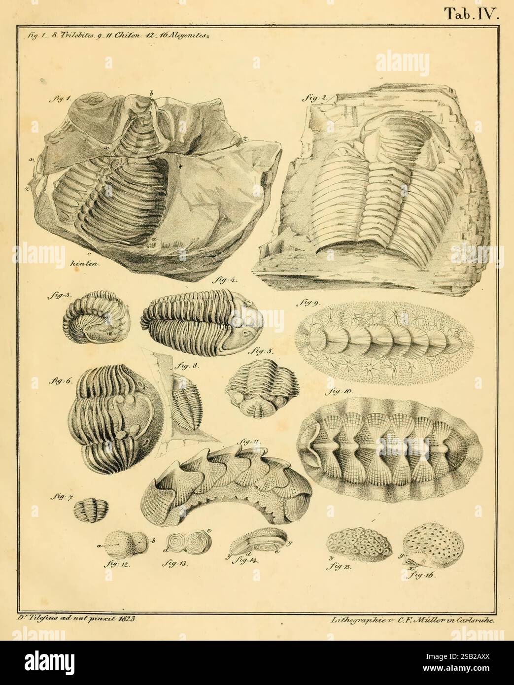 Various smaller shells hi-res stock photography and images - Alamy
