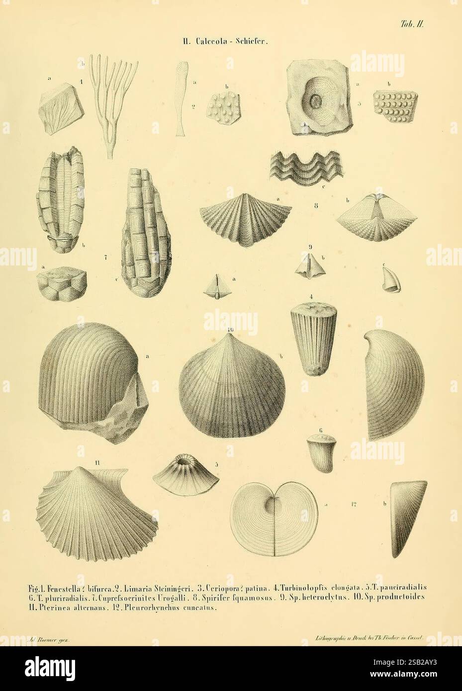 Palaeontographica, Cassel, Theodor Fischer, 1846-1933, 560643, geology ...