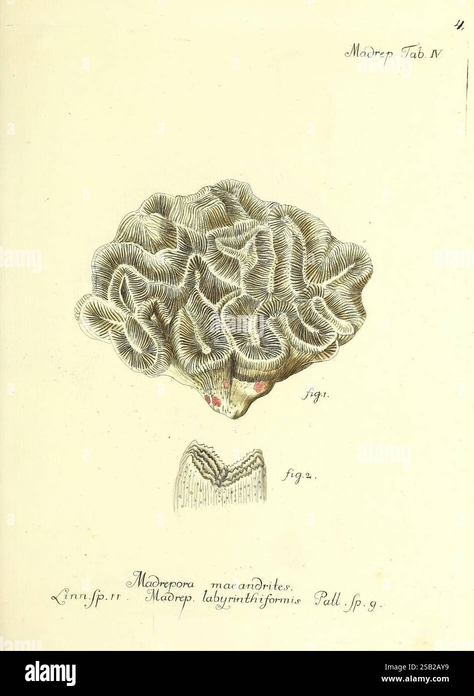 The illustration features a detailed depiction of a coral specimen ...