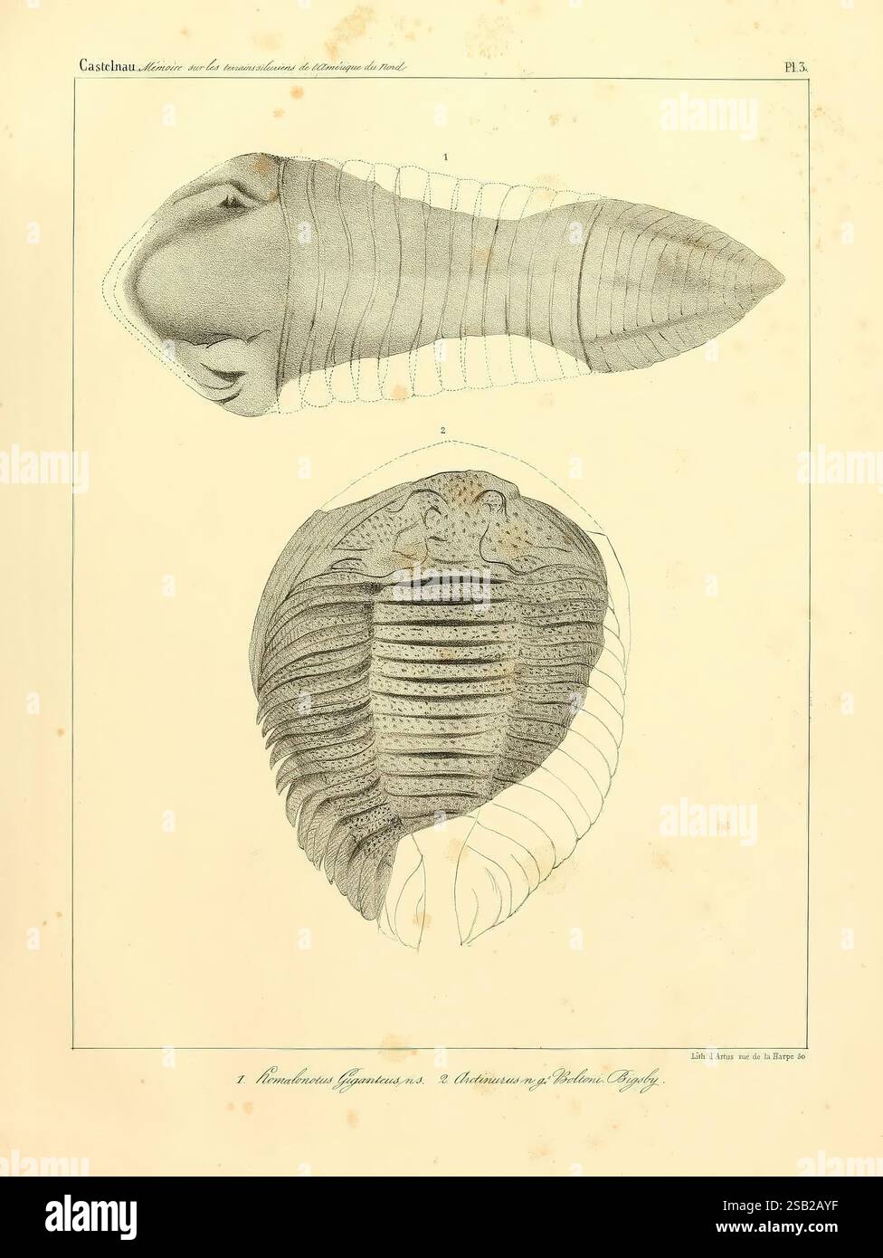 This illustration features two detailed studies of a prehistoric marine ...