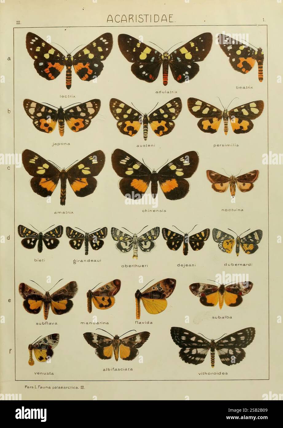 Ophthalmis lithoroides hi-res stock photography and images - Alamy