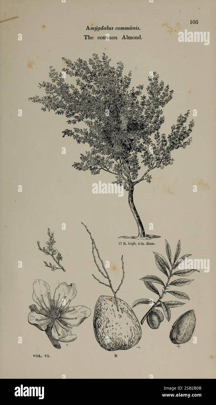 Arboretum et fruticetum britannicum, or London, J.C. Loudon, 1844 ...