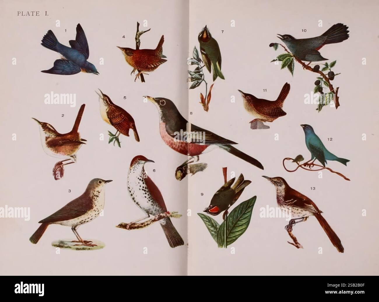 Golden crowned kinglet eastern bluebird dumetella carolinensis h hi-res ...