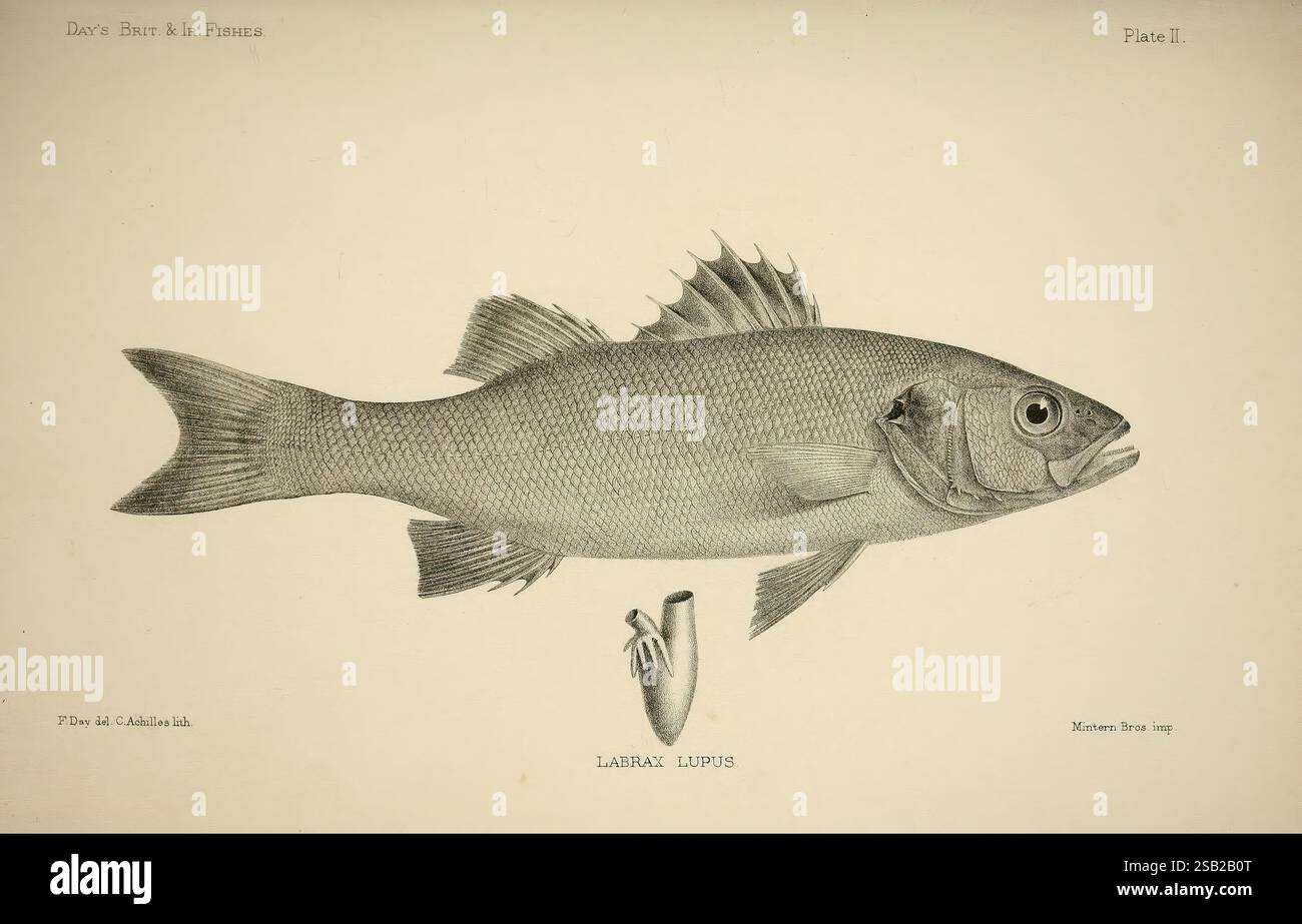 The, fishes, of, Great, Britain, and, Ireland, Edinburgh, Williams, and ...