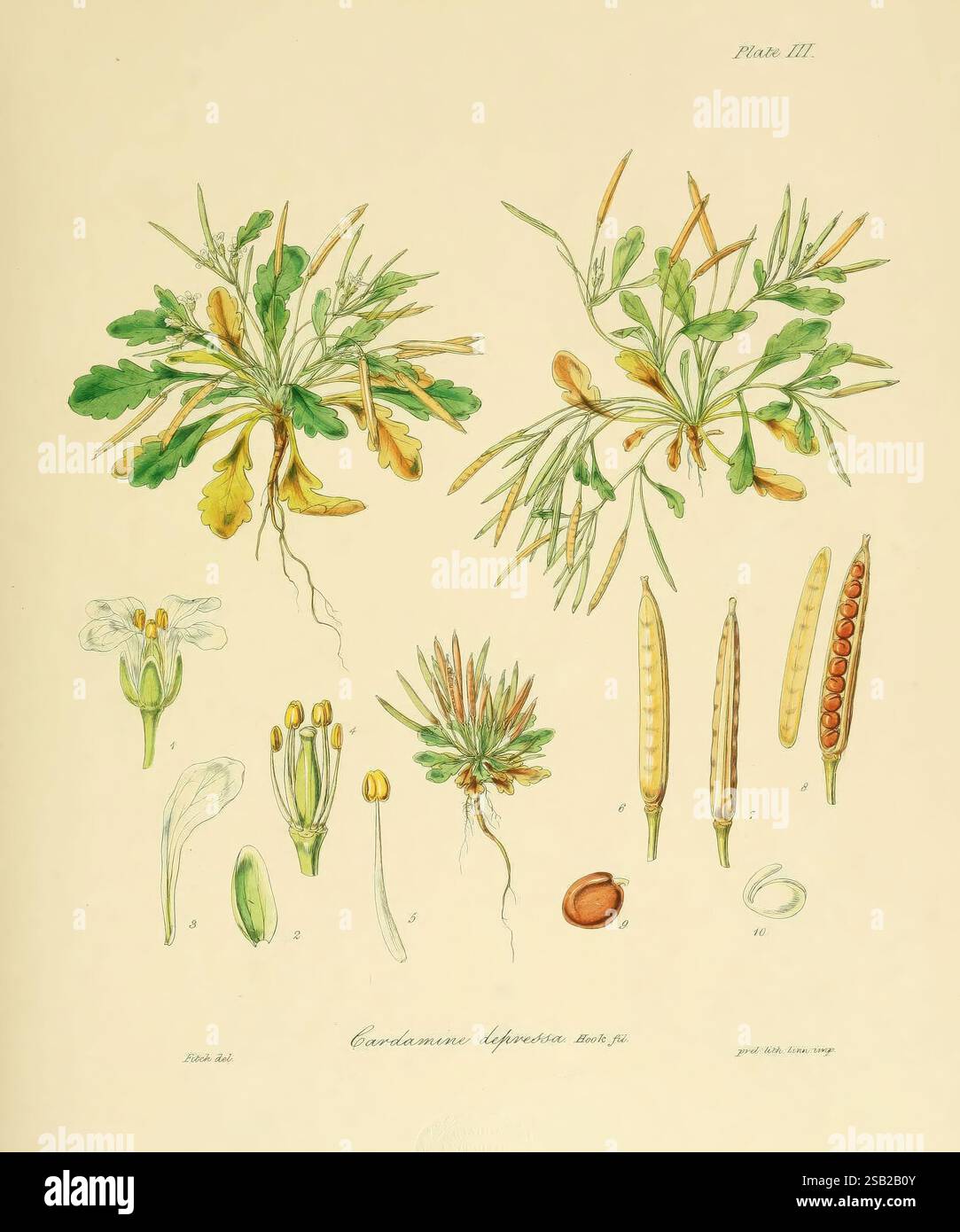 Labeled reproductive parts hi-res stock photography and images - Alamy