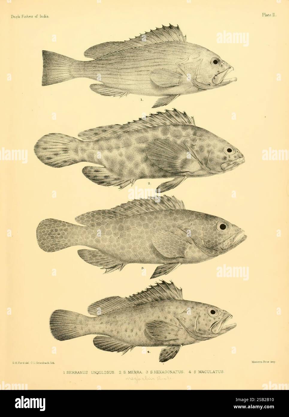 Series of detailed depictions of various fish species hi-res stock ...