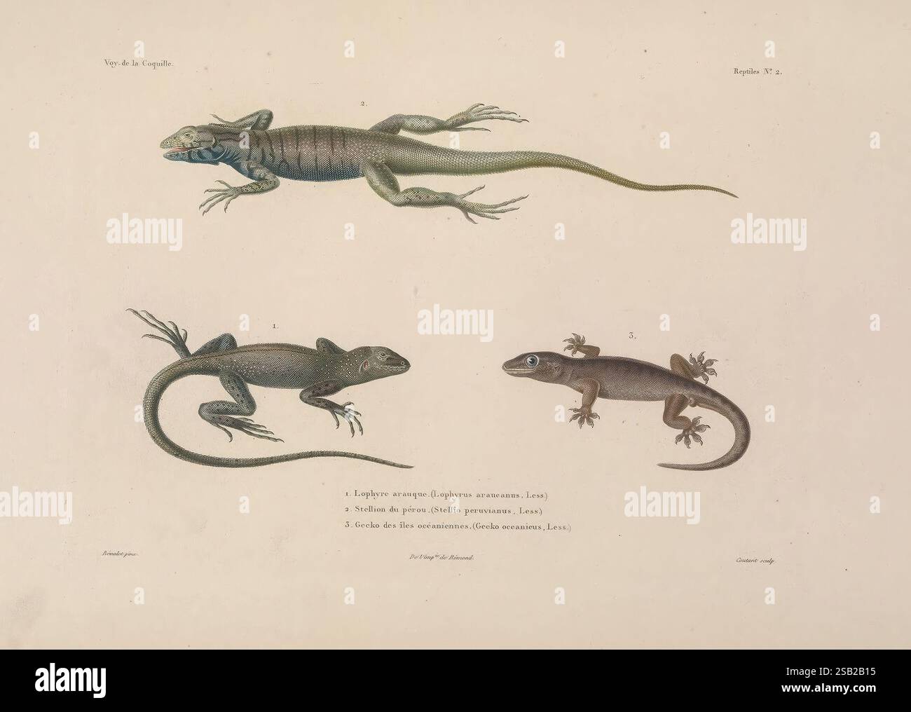 Illustration showcases three distinct lizard species hi-res stock ...