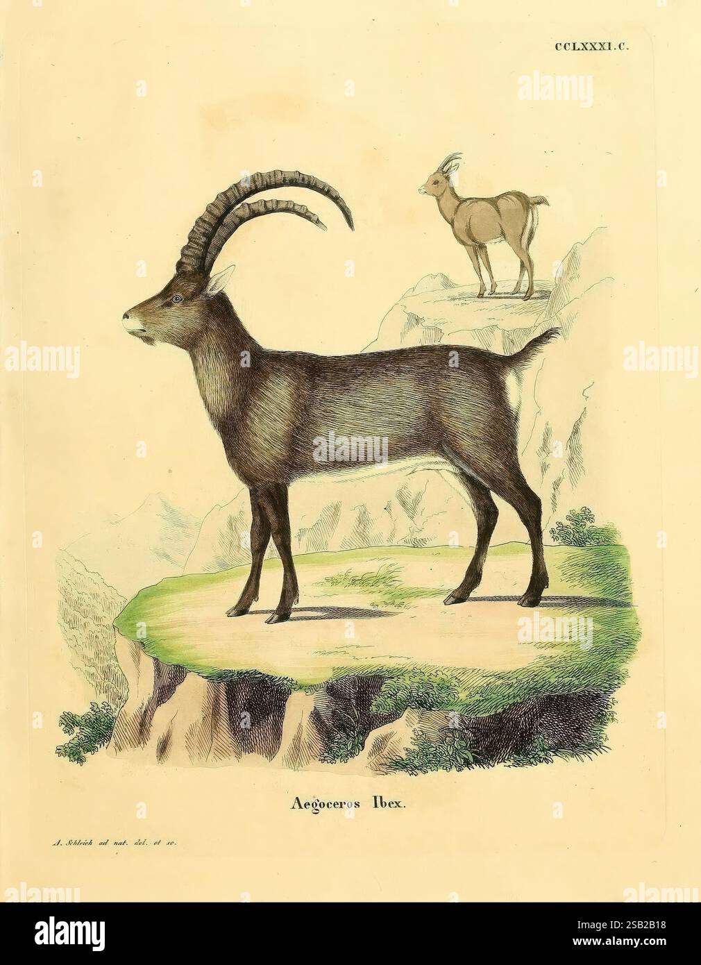 Male exhibits impressive hi-res stock photography and images - Alamy