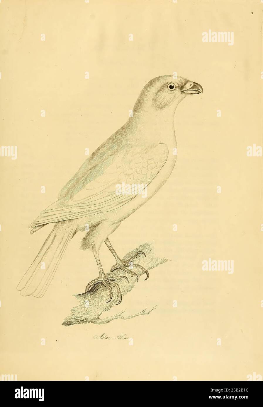 Illustrations of Ornithology Dublin Longman Rees Orme Brown Green S ...