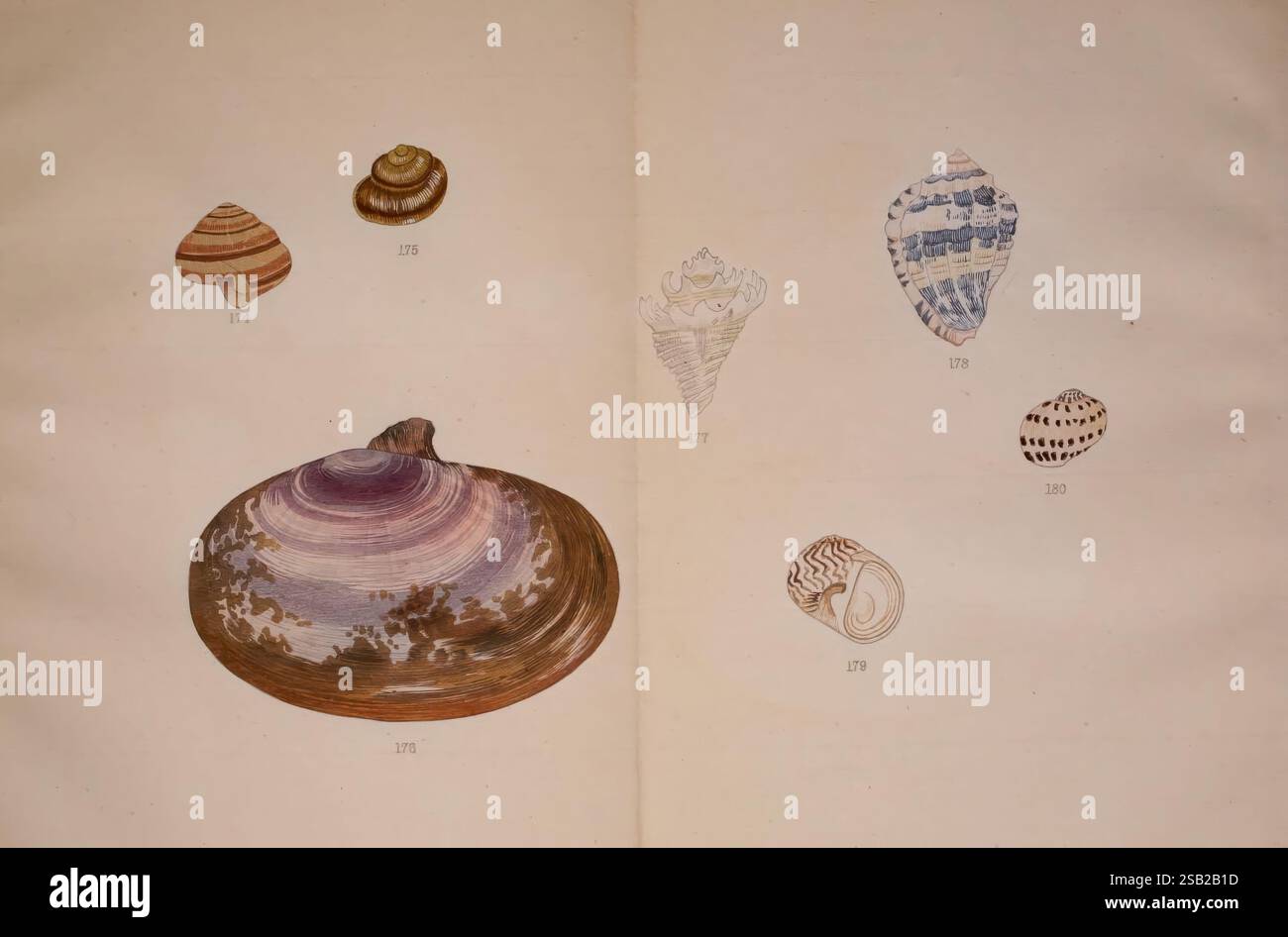 Kaisenshu, Kyoto, Yamada Naozoburo, 1914-1915,, Japan, mollusks ...