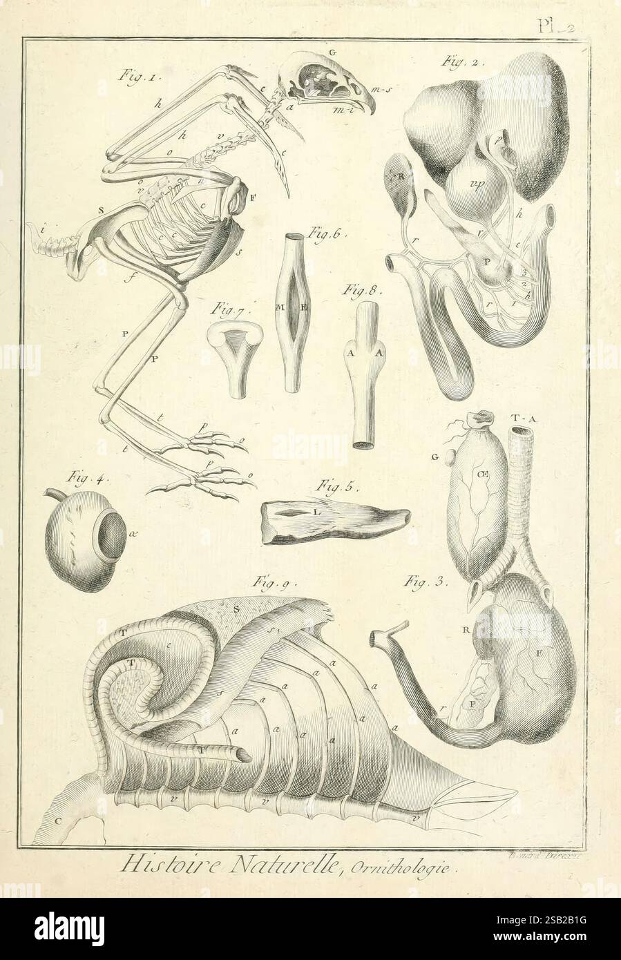 Several organ systems hi-res stock photography and images - Alamy