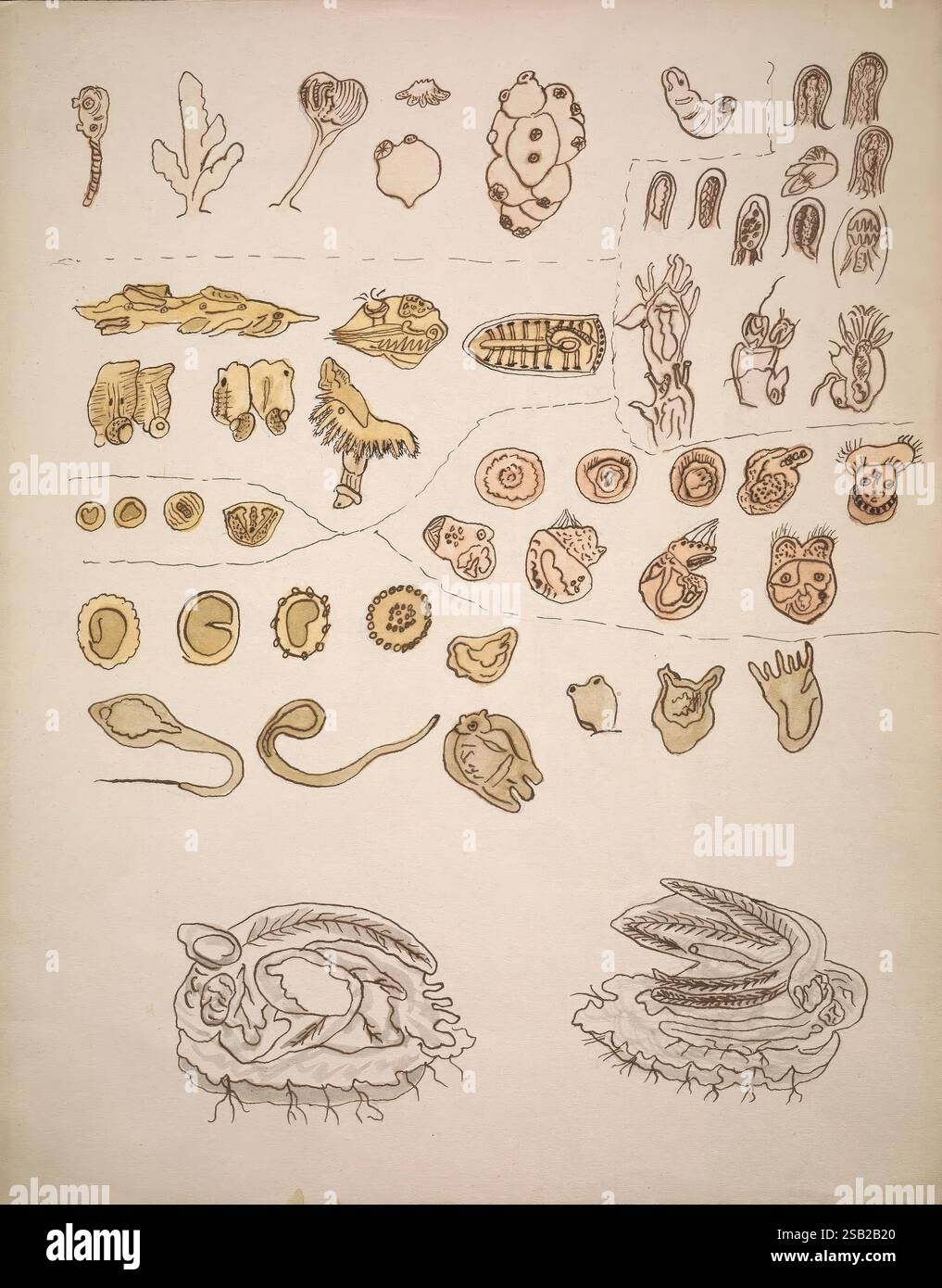 Two larger organisms hi-res stock photography and images - Alamy