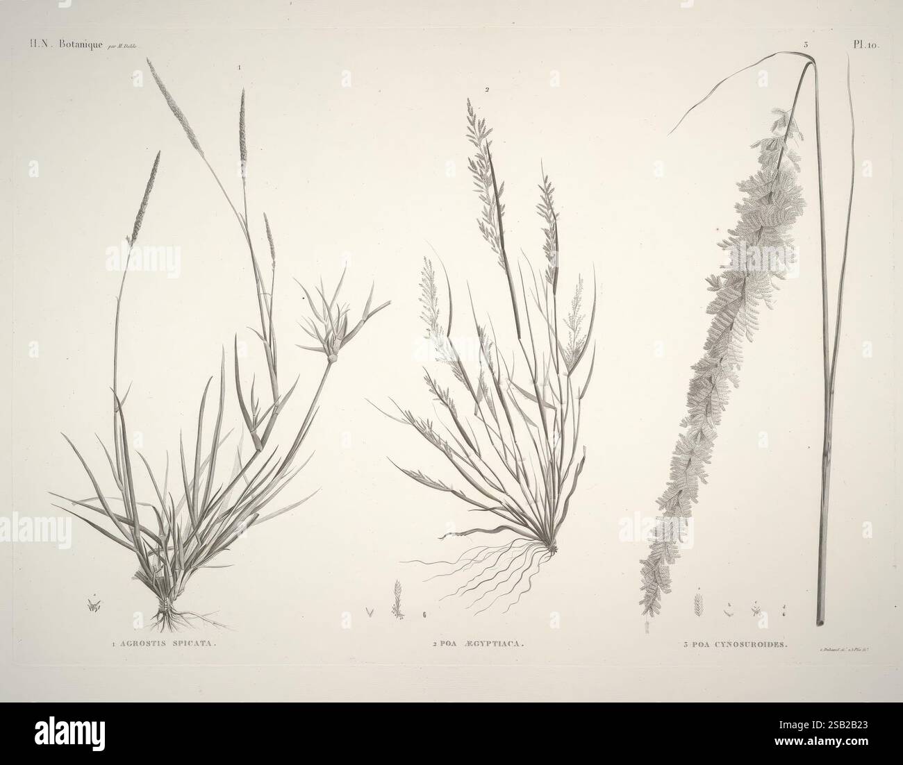 Flore d'Egypte, Paris, Imprimerie Impériale, 1813, plants, Egypt, A ...