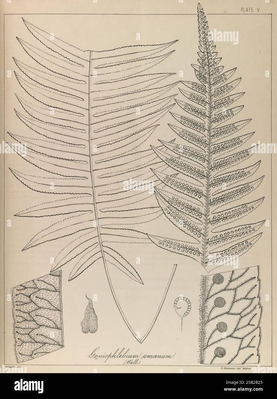 The ferns of British India, Madras, 1866, India, Pteridophyta,, The ...