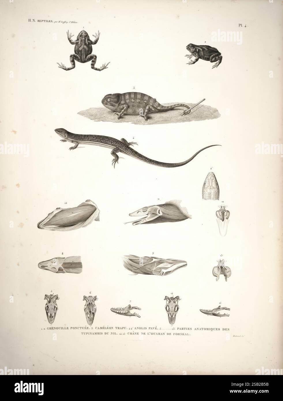 Description de l'Égypte, Paris, Imprimerie Impériale, 1809-28, music ...