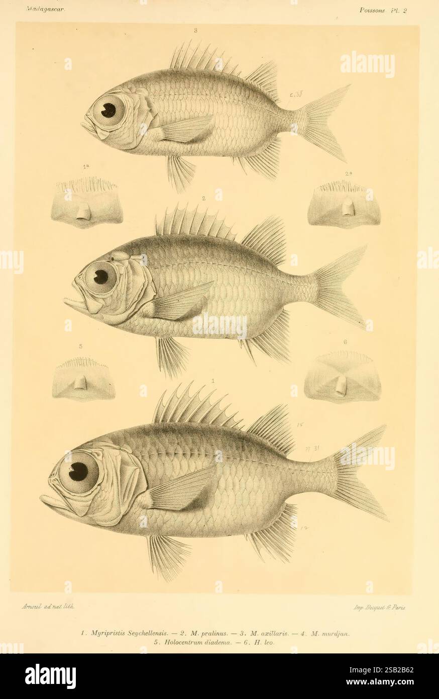 Illustration features three different species of fish hi-res stock ...