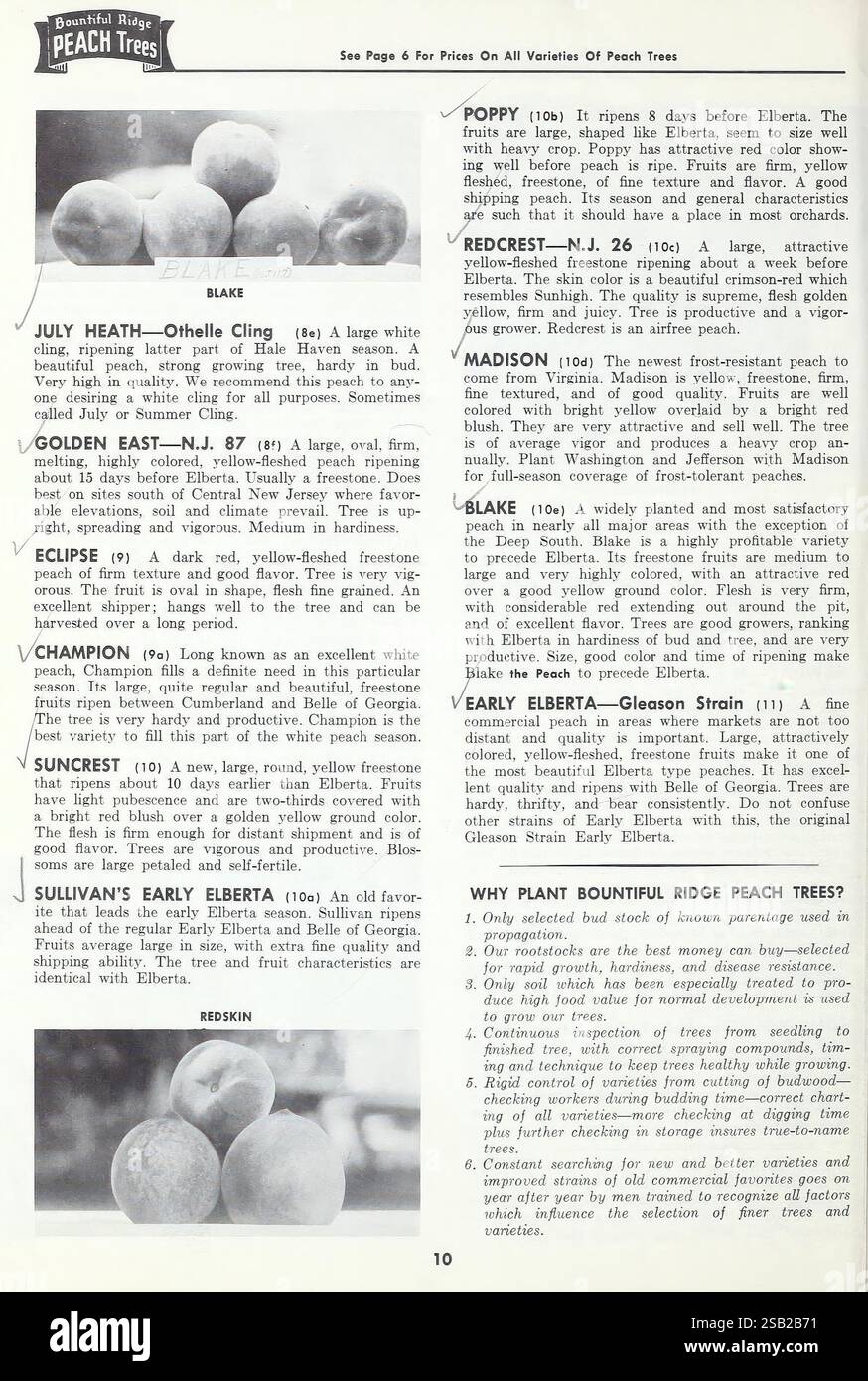 Different peach tree types hi-res stock photography and images - Alamy