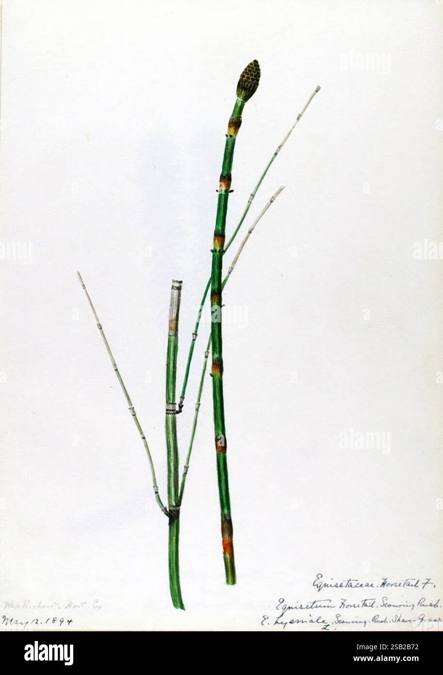Species equisetum hyemale hi-res stock photography and images - Alamy