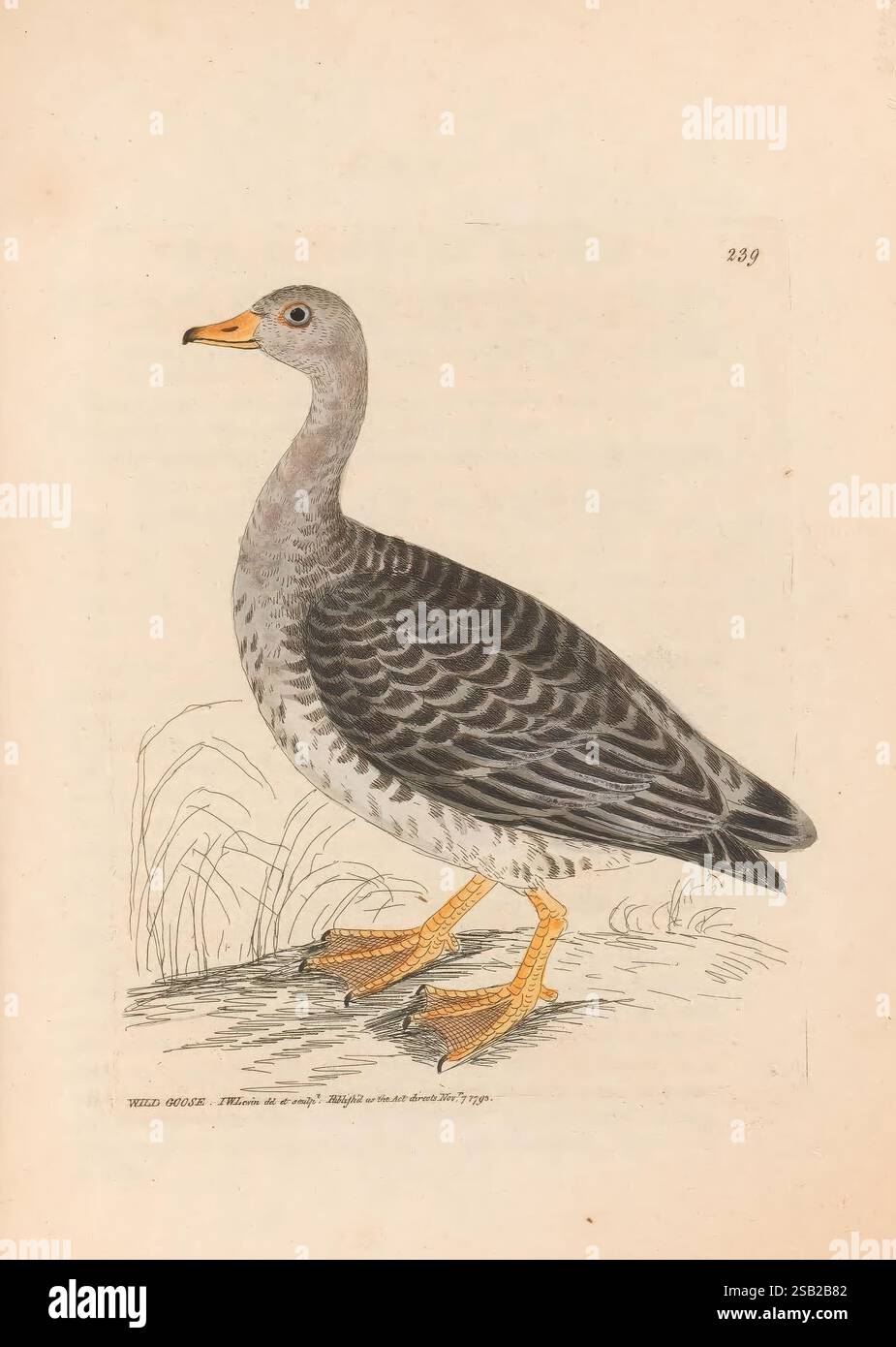The birds of Great Britain, 1795-1801, Museum of Comparative Zoology, A ...
