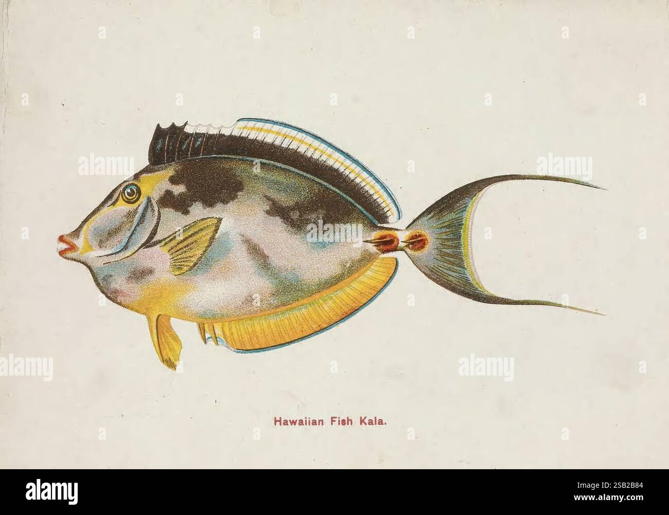 Kala umaumalei surgeonfish unicornfish perciformes acanthuridae hi-res ...