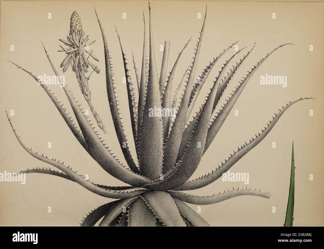 Shoot adds hi-res stock photography and images - Alamy