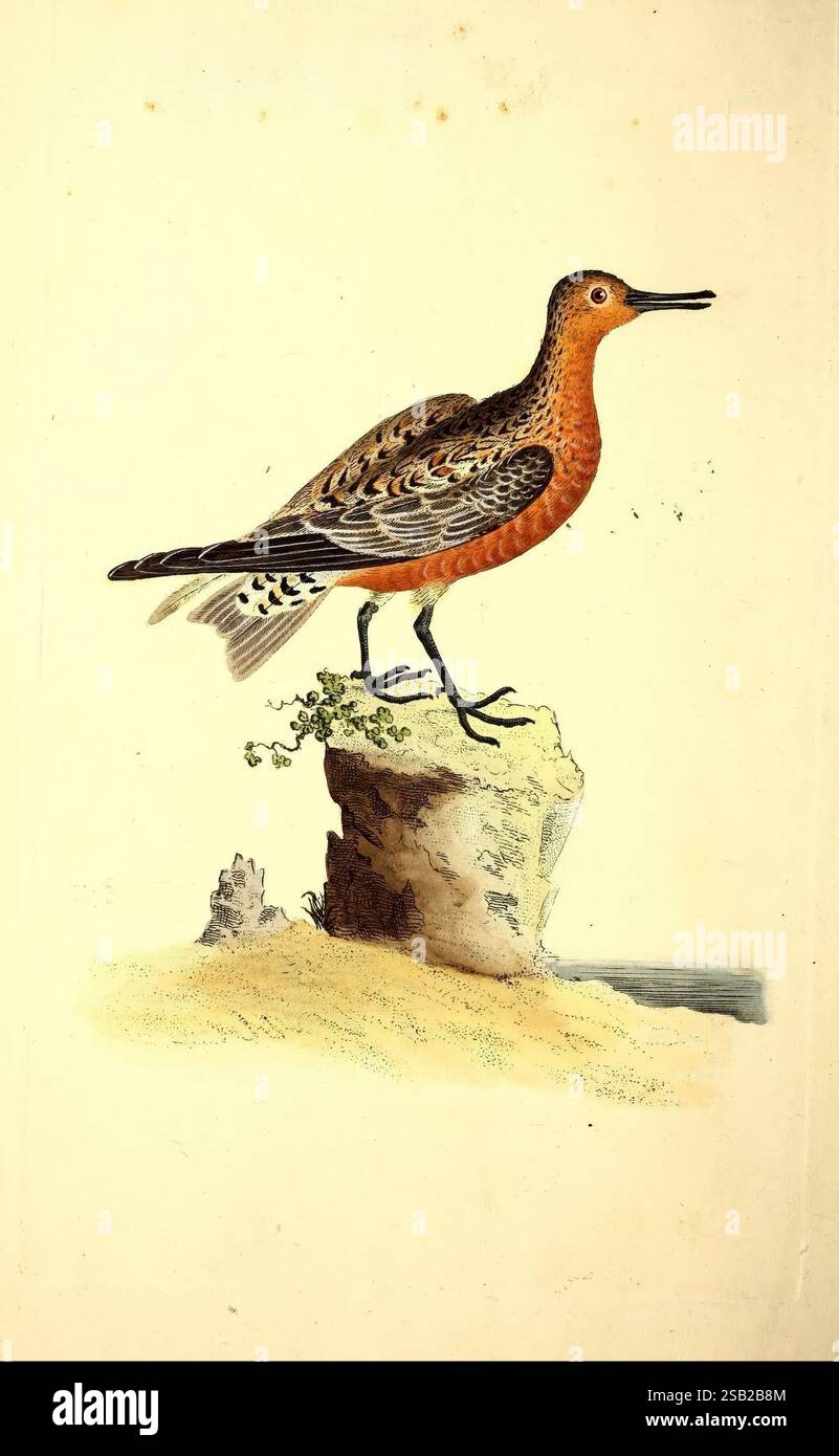 Chest boasts hi-res stock photography and images - Alamy