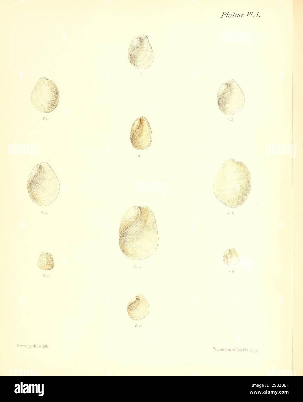 Conchologia Iconica, or Illustrations of the Shells of Molluscous ...