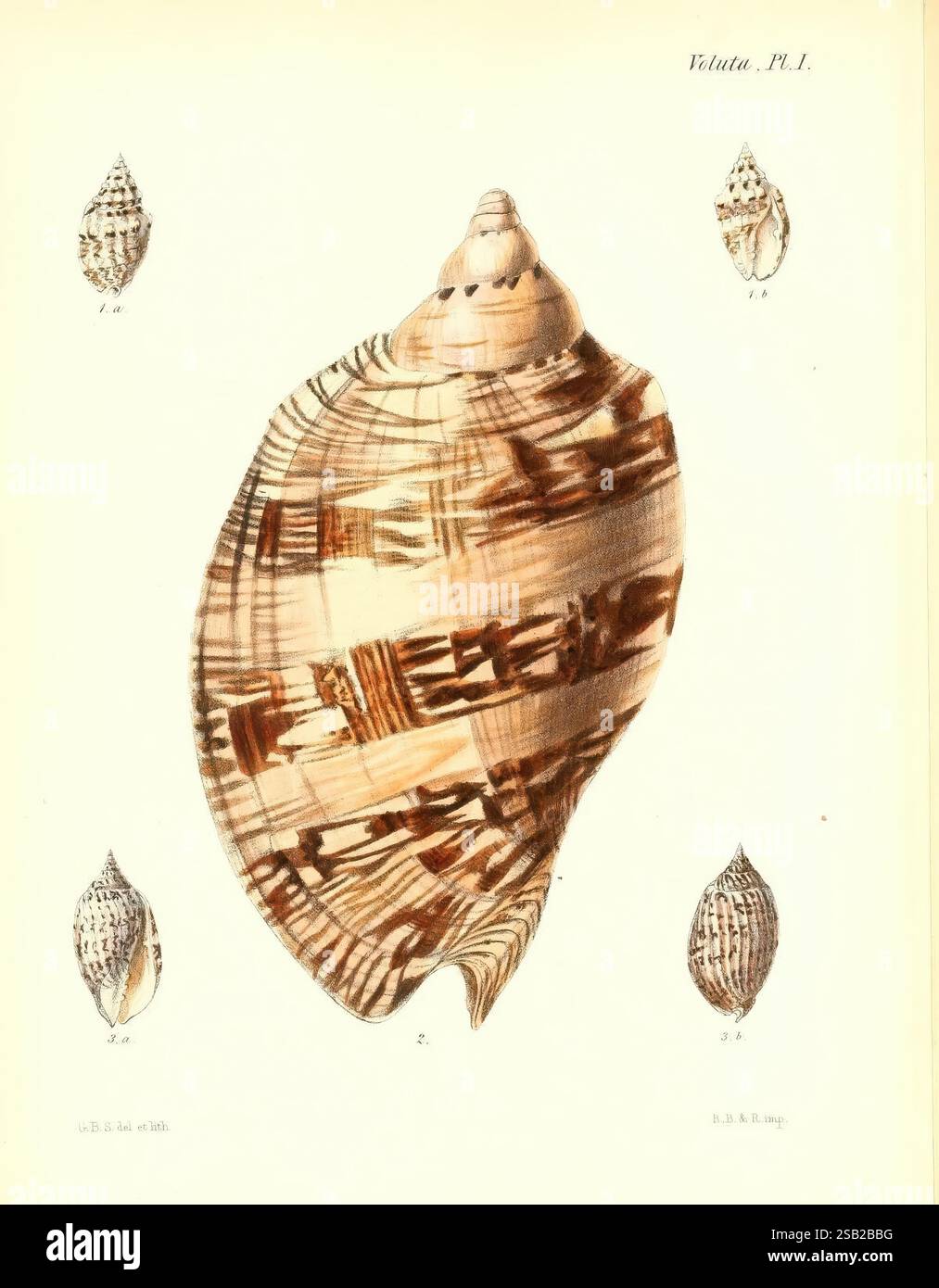 Conchologia Iconica, or Illustrations of the Shells of Molluscous ...