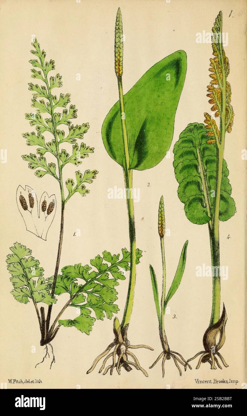 British, ferns, London, Lovell, Reeve & Co, 1866, ferns, Great Britain ...
