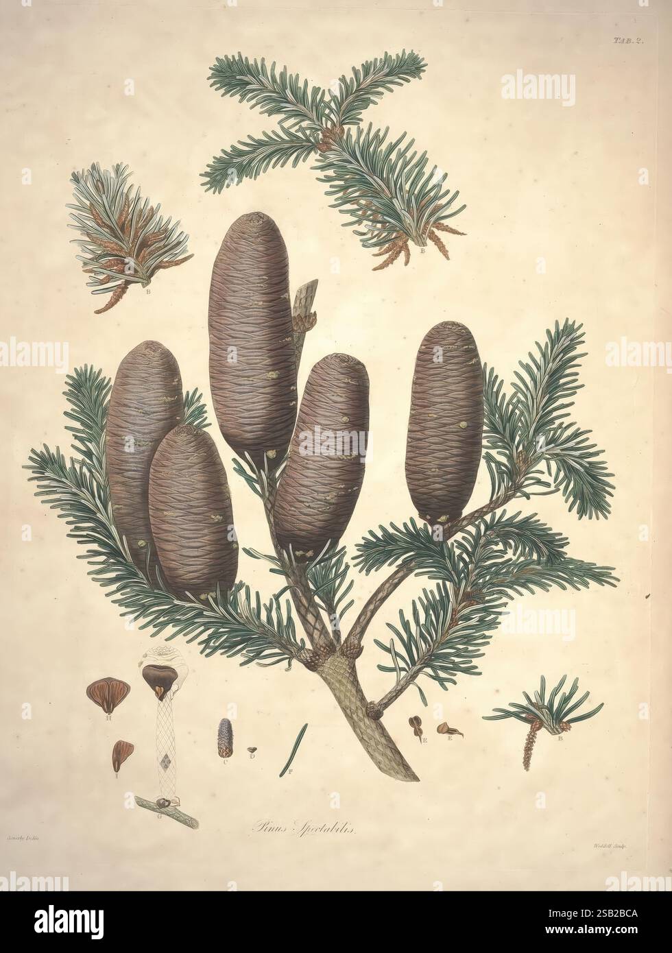 Prominent brown cones hi-res stock photography and images - Alamy