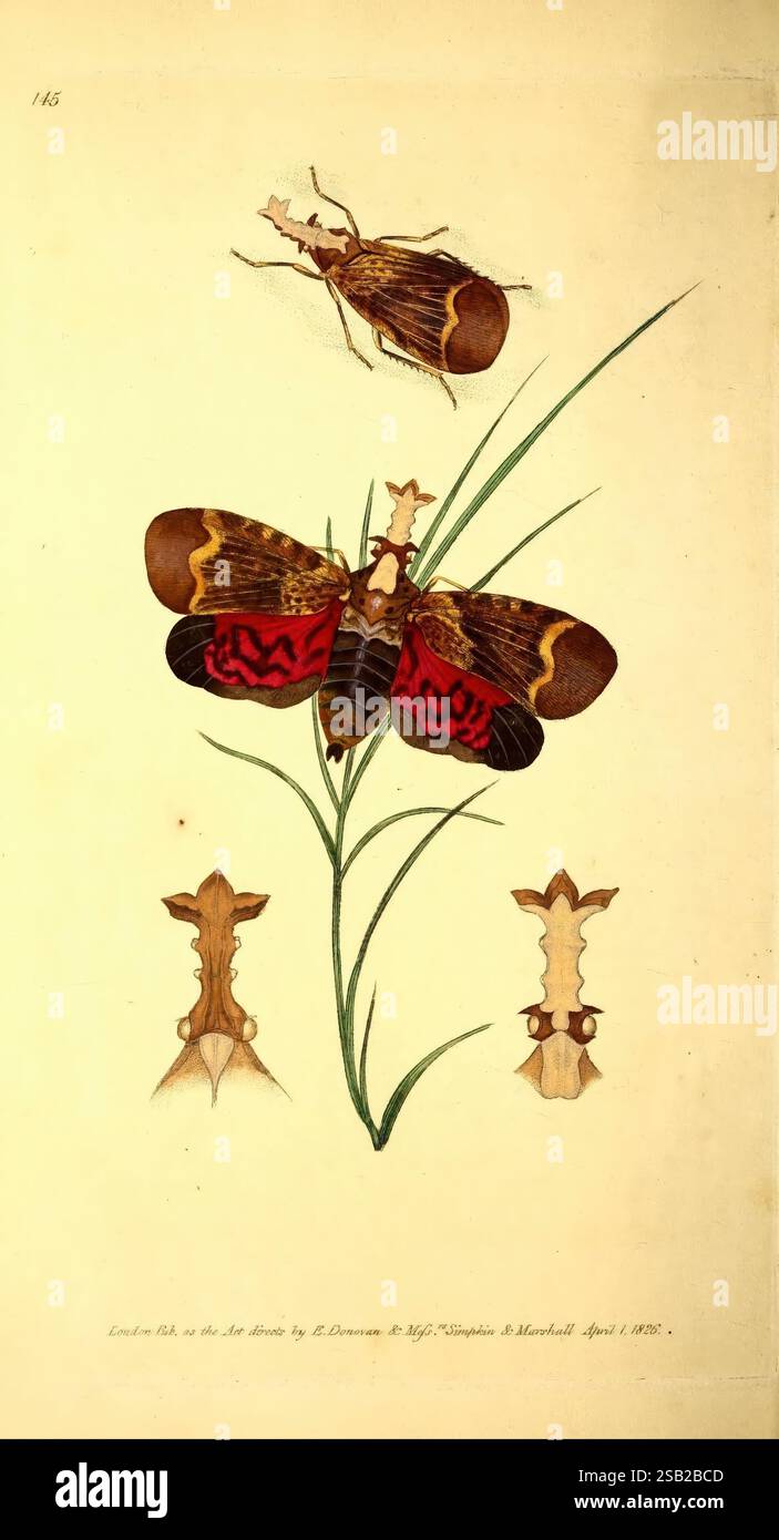 Moths unique characteristics hi-res stock photography and images - Alamy