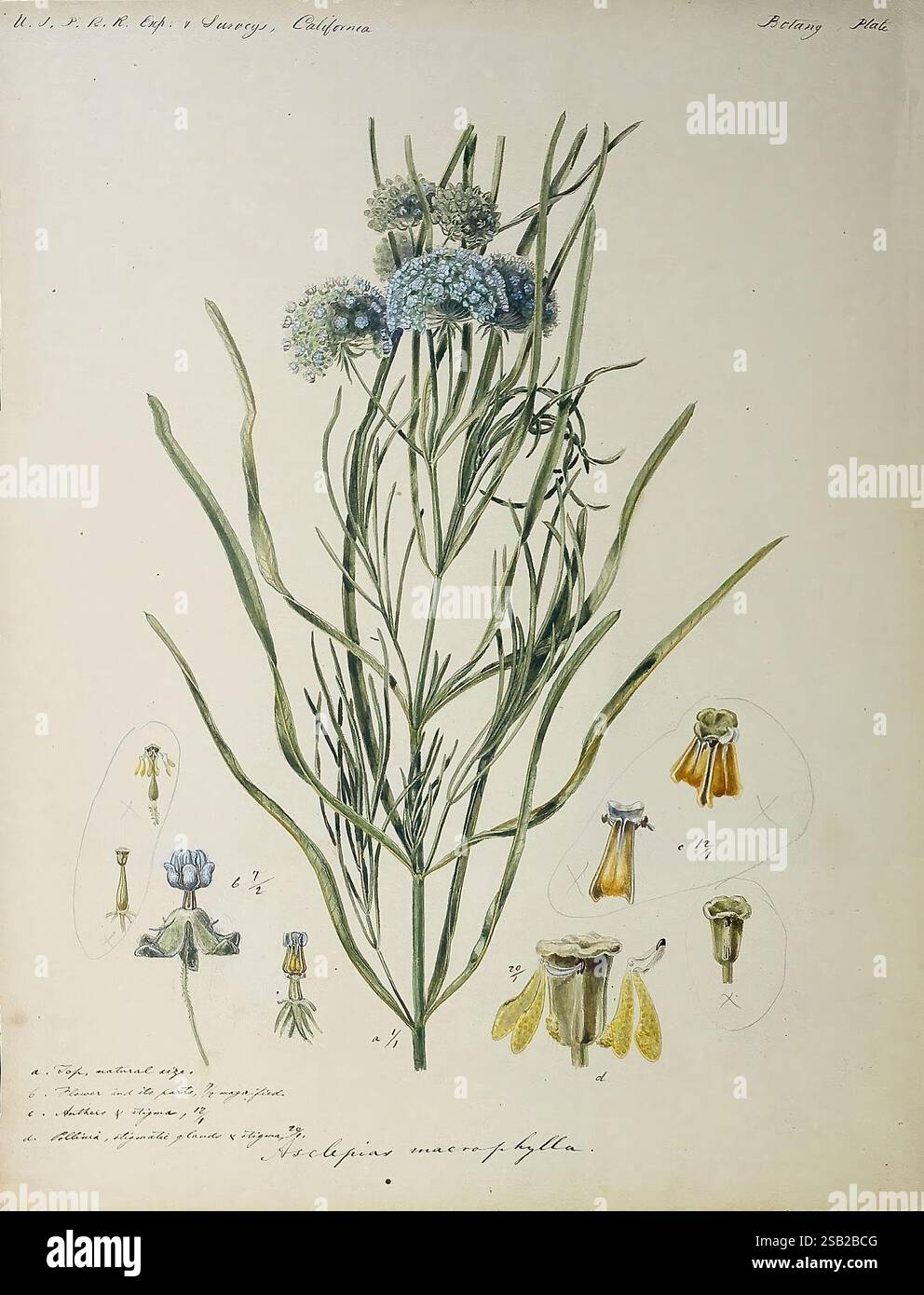 Drawings/Prints associated with USPRR reports Photographs/Archival ...