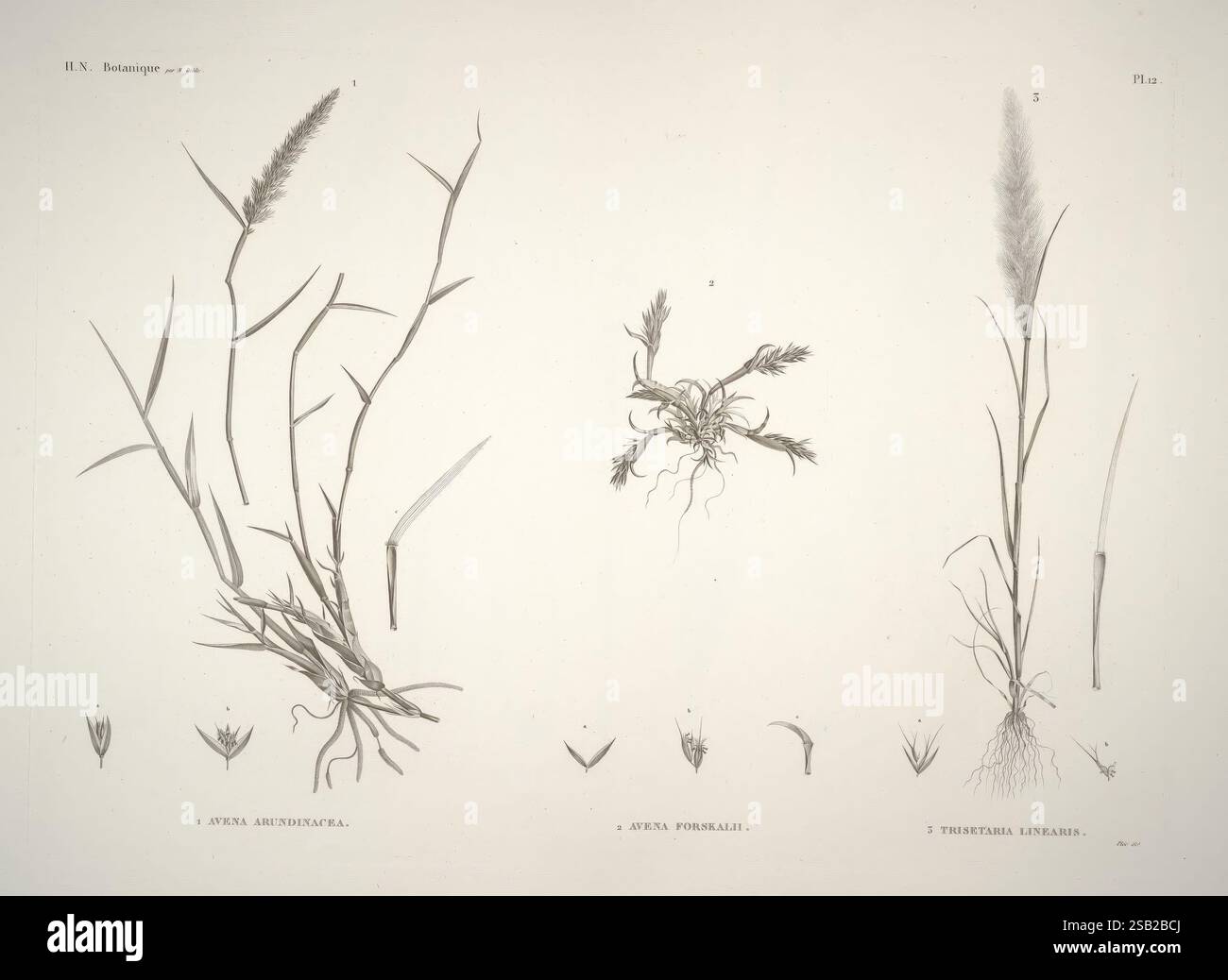 Avena pusilla hi-res stock photography and images - Alamy