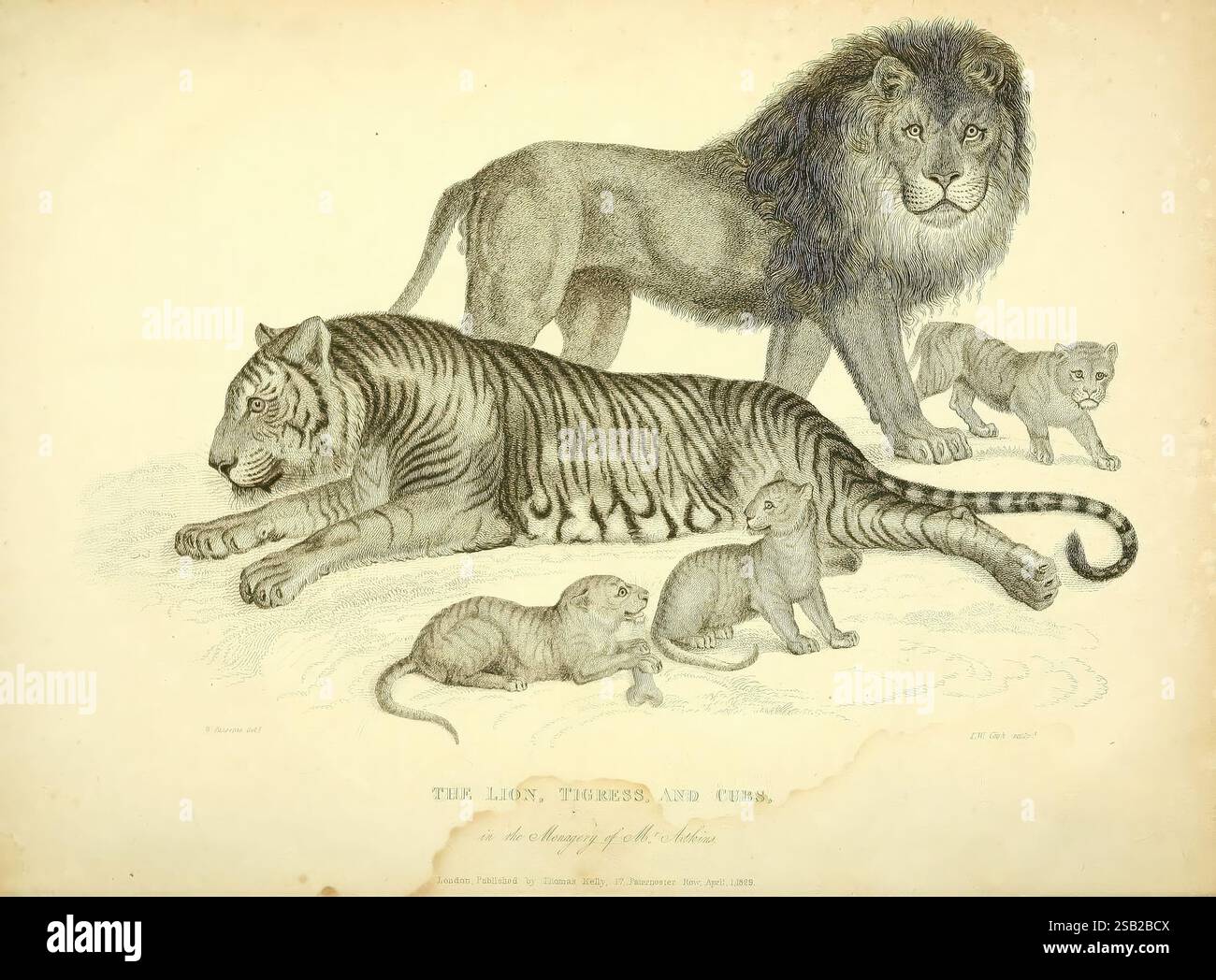 The wonders of the animal kingdom, London, T. Kelly, 1830, Great ...