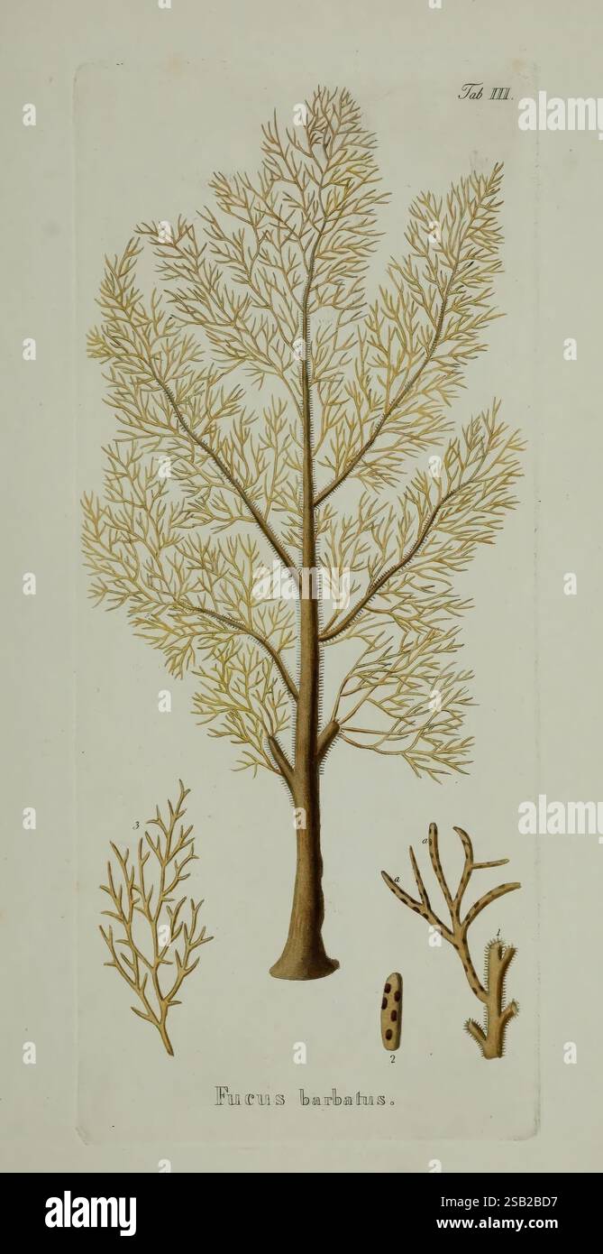 Hydrophytologiae Regni Neapolitani icones Neapoli Ex Typographia ...