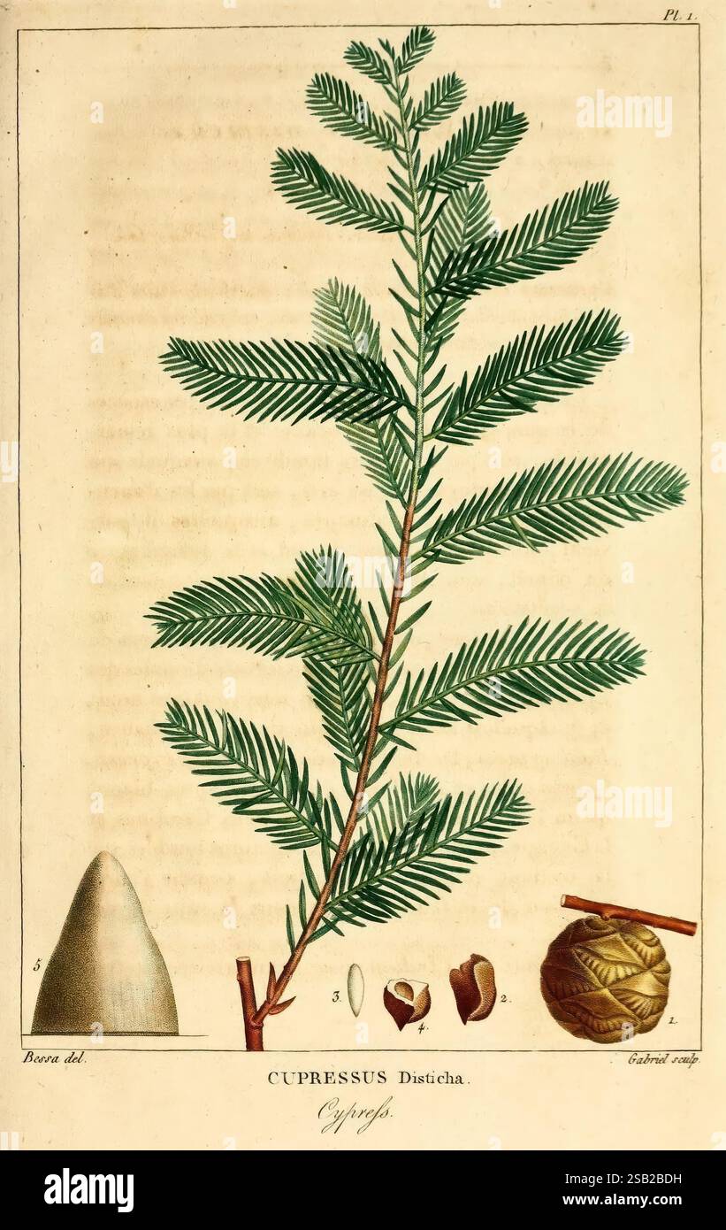 Cupressus disticha tree hi-res stock photography and images - Alamy