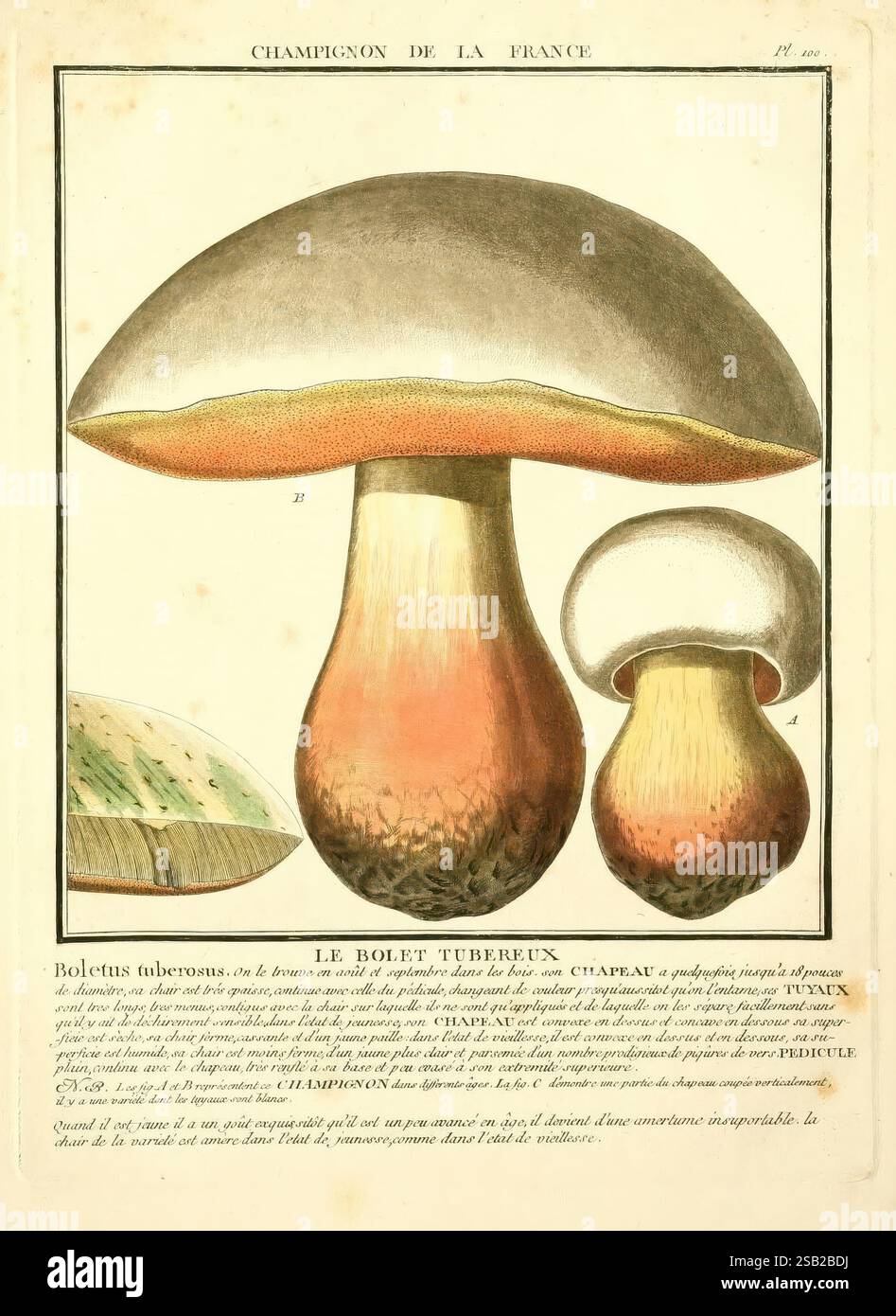 Boletus tuberous mushroom hi-res stock photography and images - Alamy