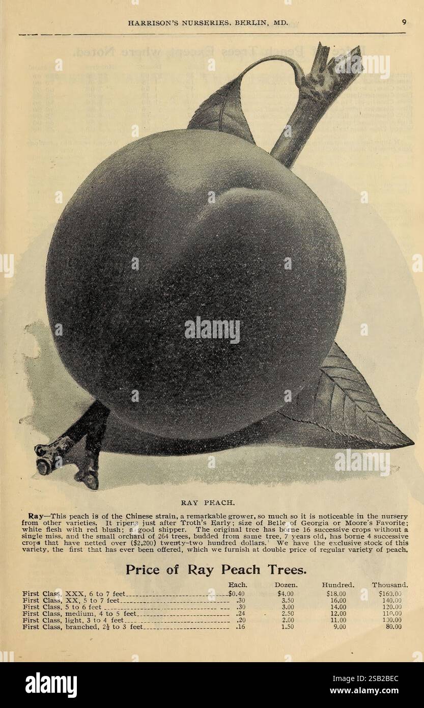 Ray peach trees hi-res stock photography and images - Alamy