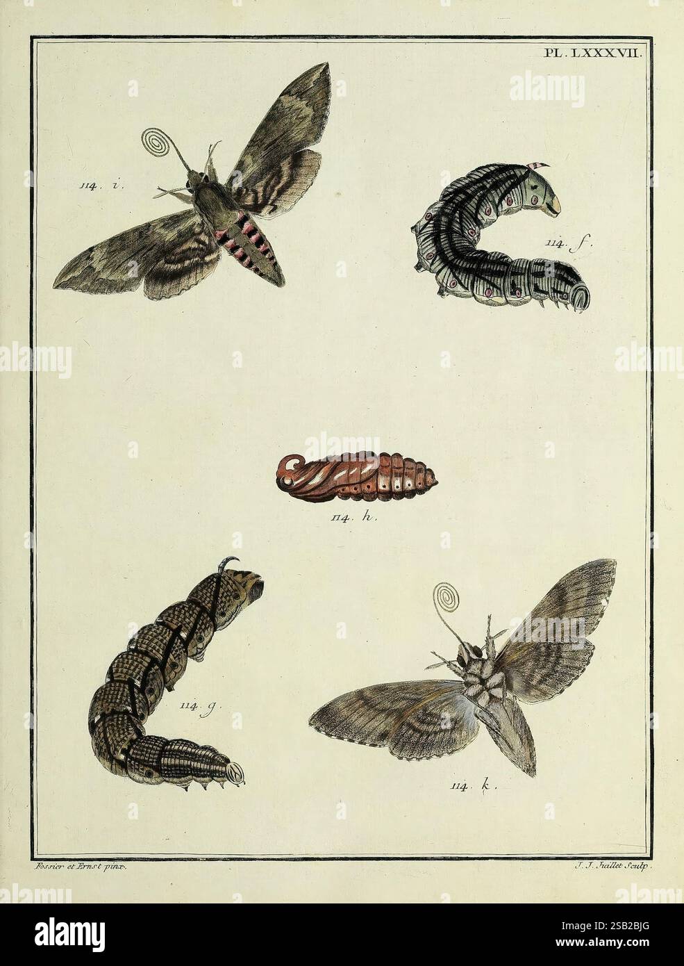 Papillons d'Europe,Peints d'après nature,A Paris,Chez P. M. Delaguette ...