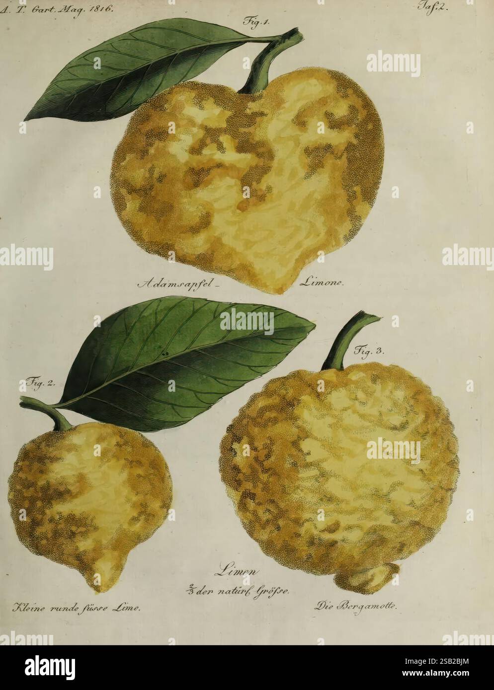 Two additional lemons hi-res stock photography and images - Alamy