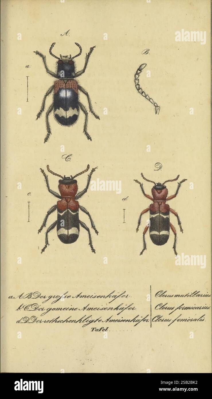 Fauna Boica, oder, Gemeinnützige Naturgeschichte der Thiere Bayerns ...