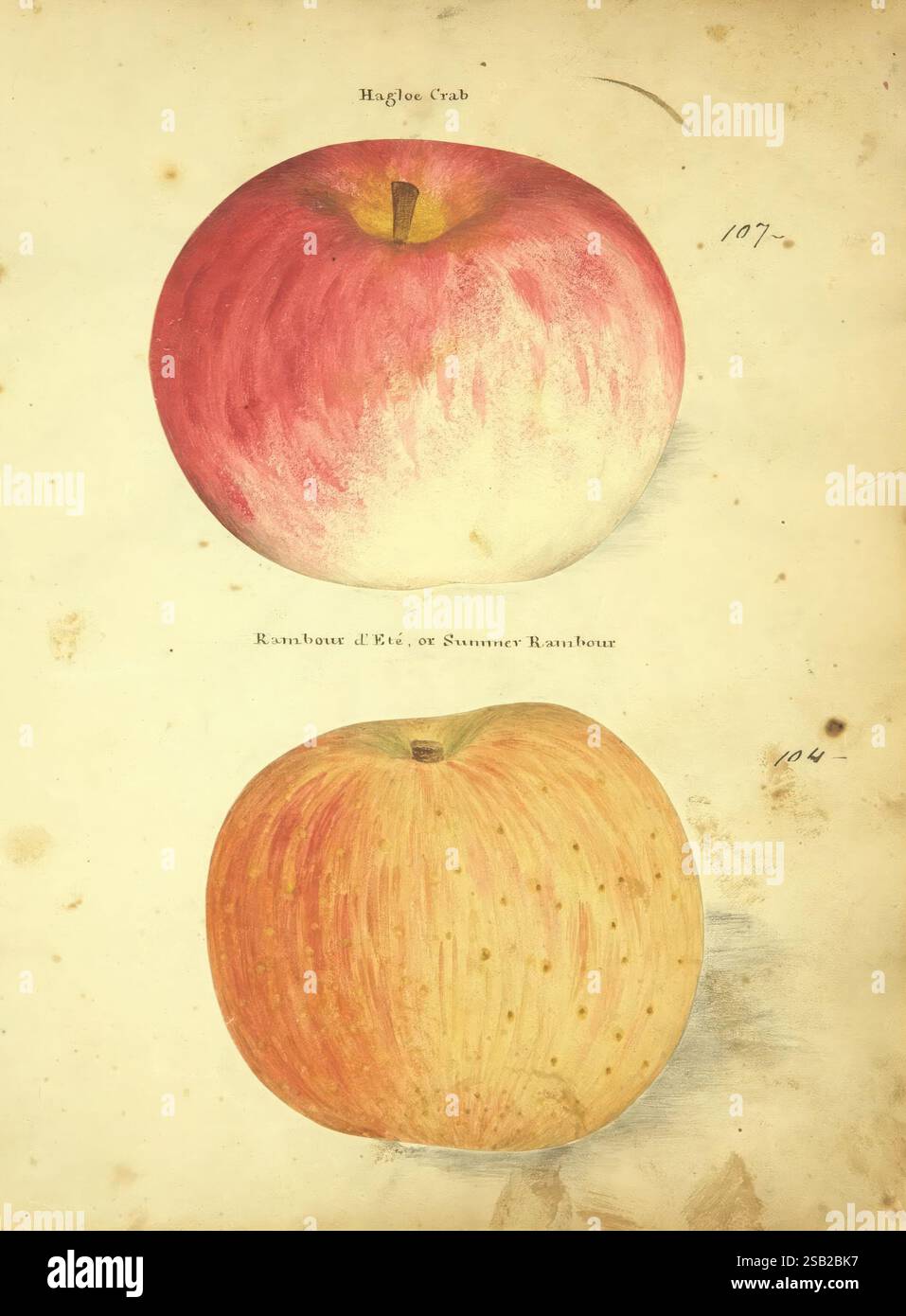 Maglo crab hi-res stock photography and images - Alamy