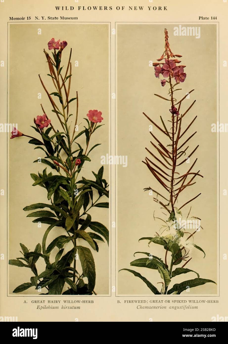 Spiked willow herb hi-res stock photography and images - Alamy