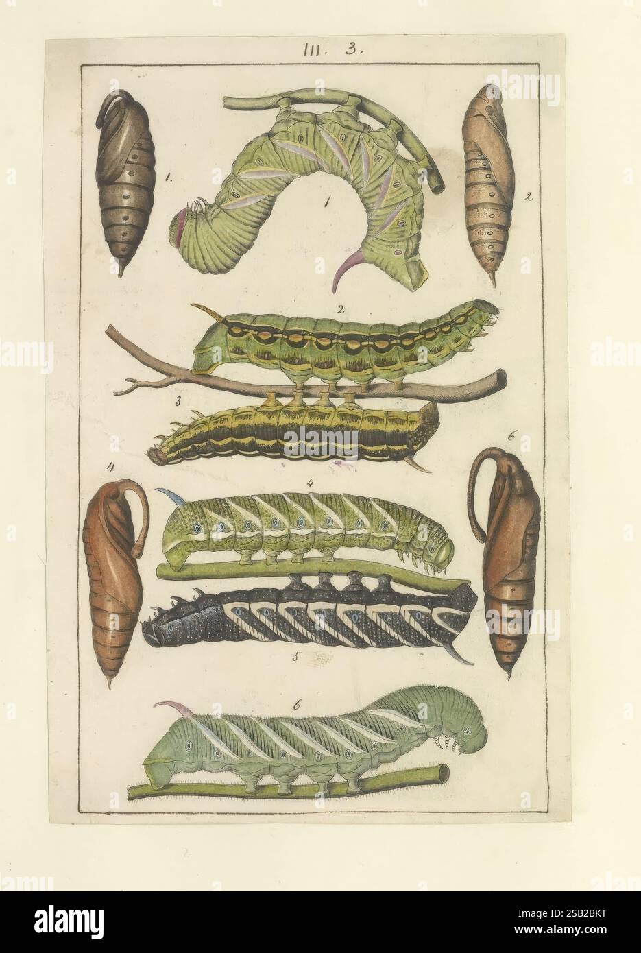 Referencing different stages of development hi-res stock photography ...