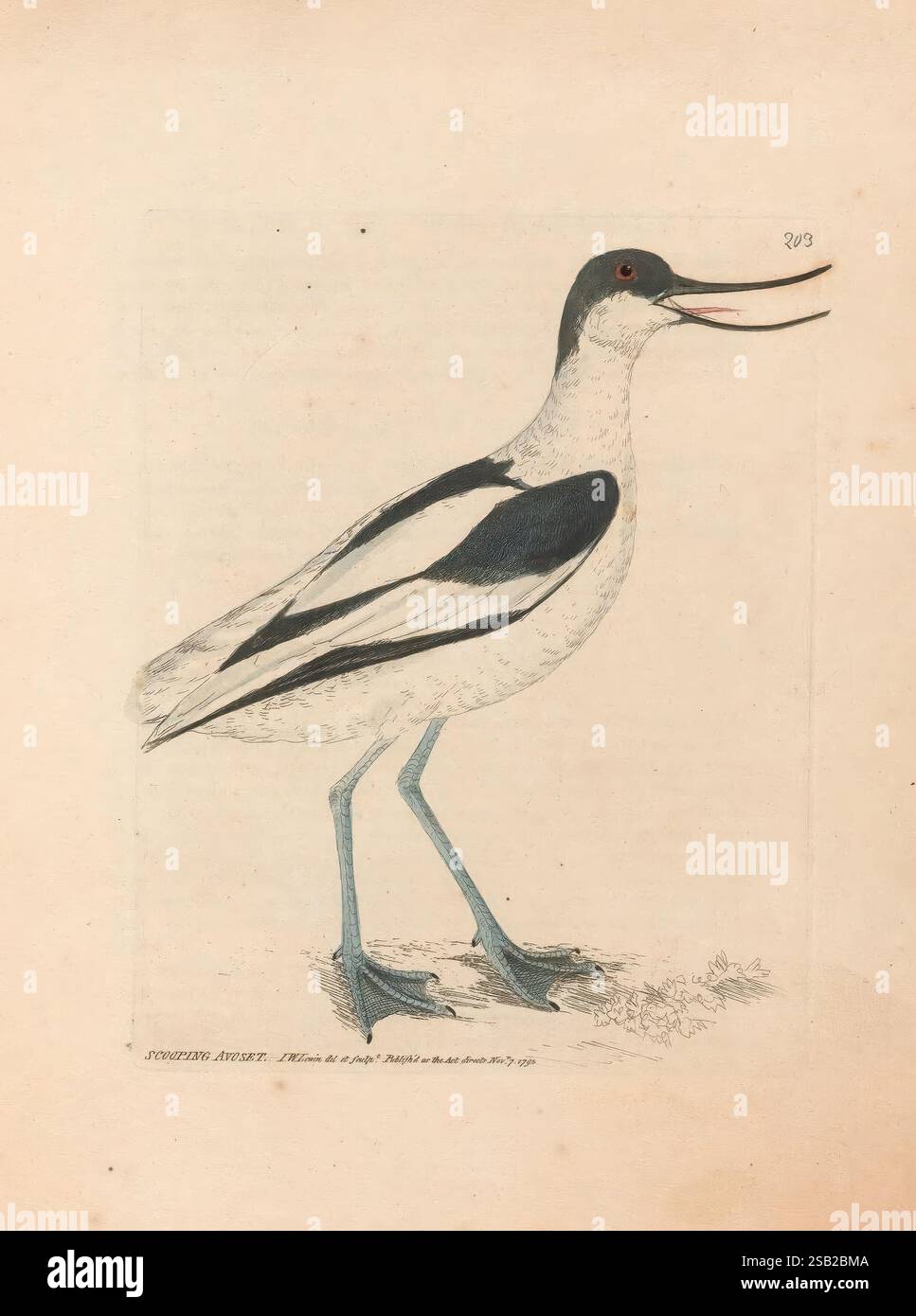 The birds of Great Britain, 1795-1801, museum of comparative zoology ...